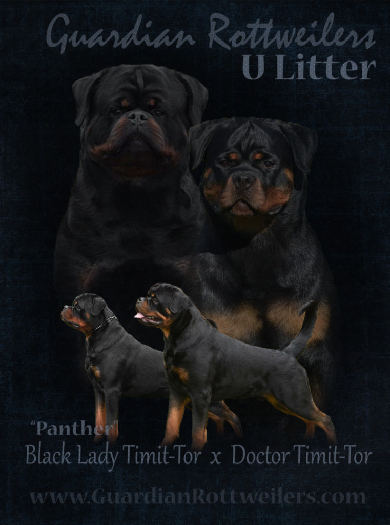 PUPPIES! – Guardian Rottweilers
