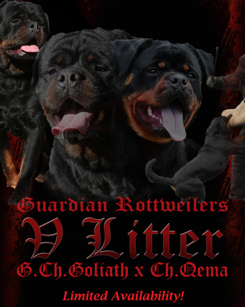 V Litter: Goliath x Qema – Guardian Rottweilers