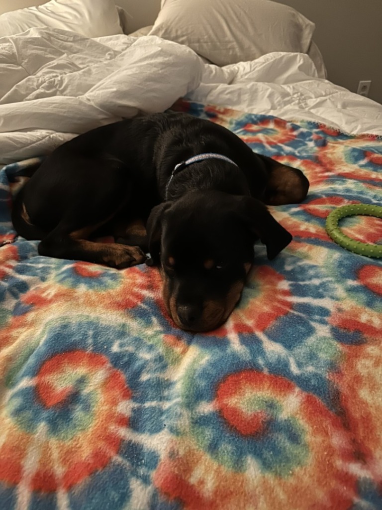 Odin x Ria – Guardian Rottweilers