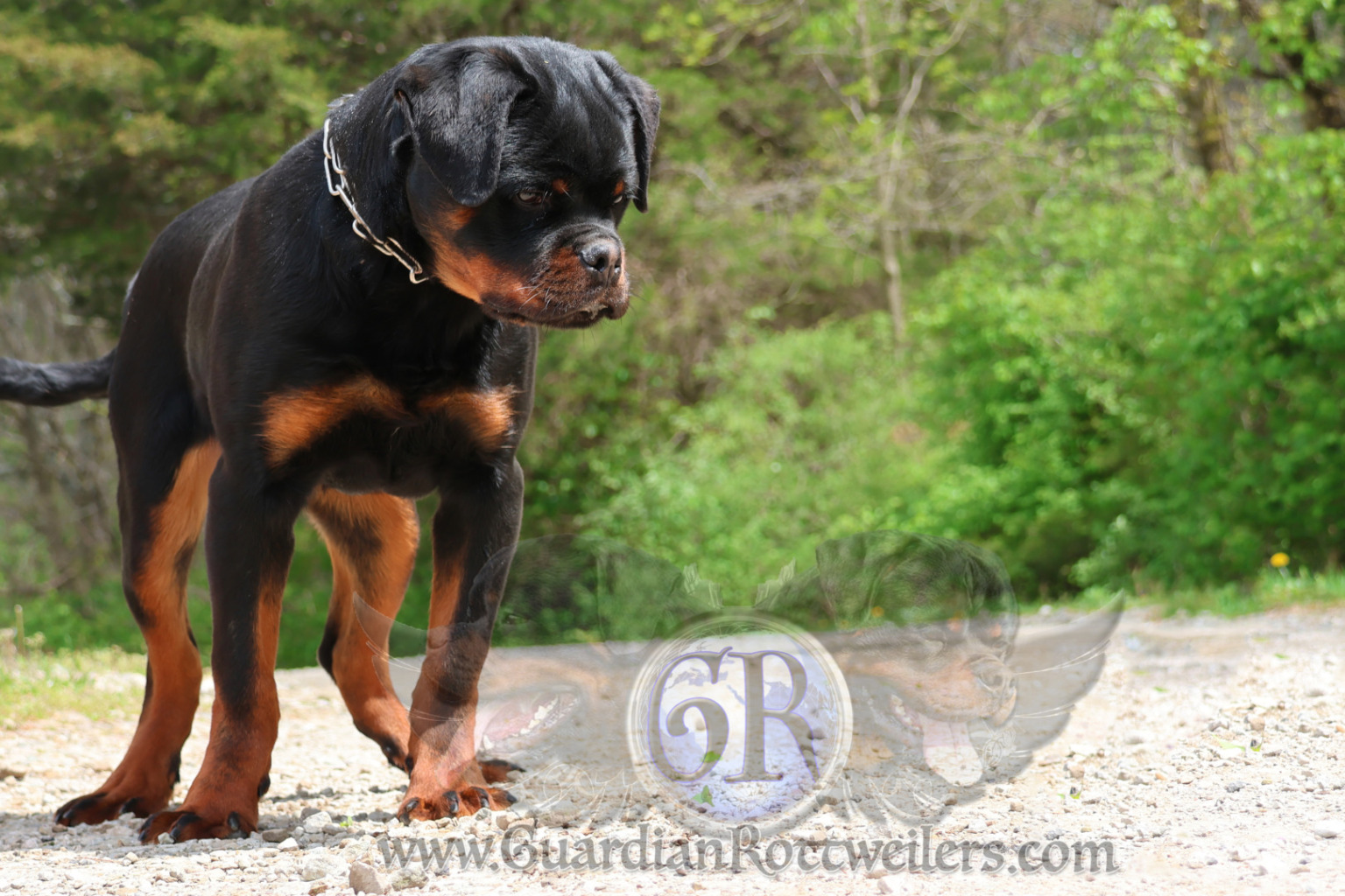 Hulk von hause Pista – Guardian Rottweilers