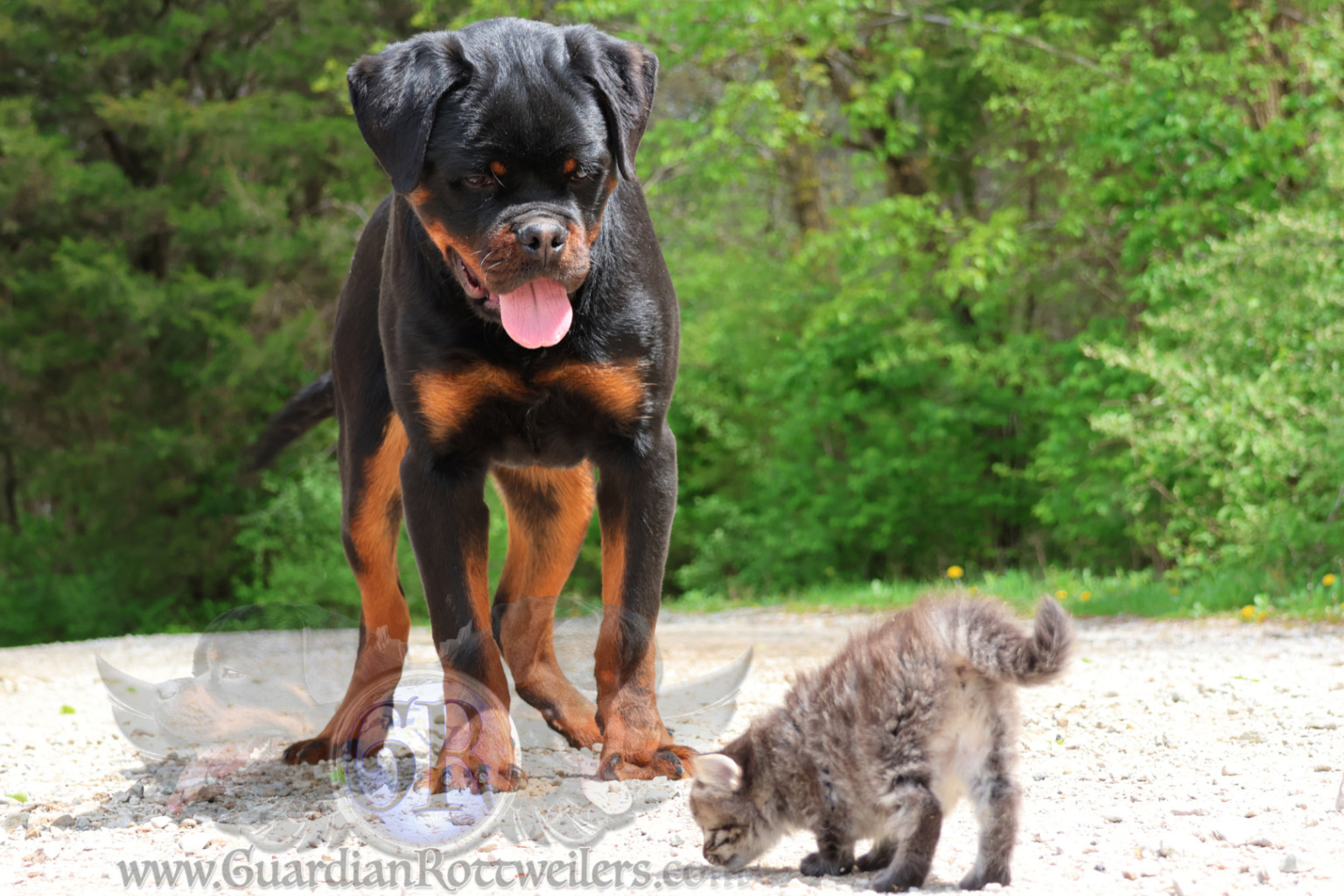 Hulk von hause Pista – Guardian Rottweilers