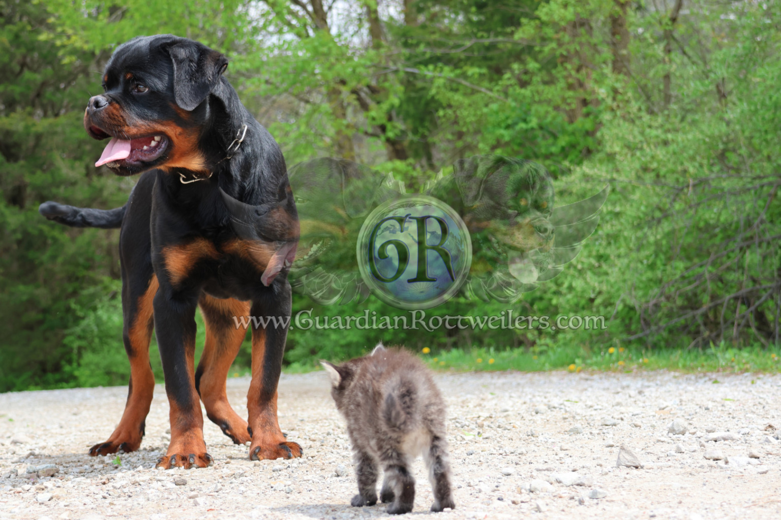 Hulk von hause Pista – Guardian Rottweilers