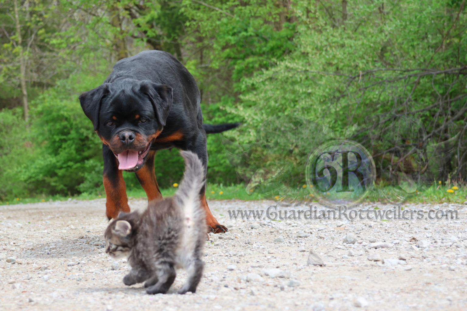 Hulk von hause Pista – Guardian Rottweilers