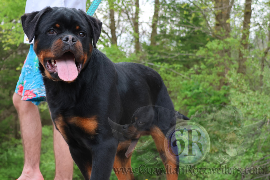 Hulk von hause Pista – Guardian Rottweilers