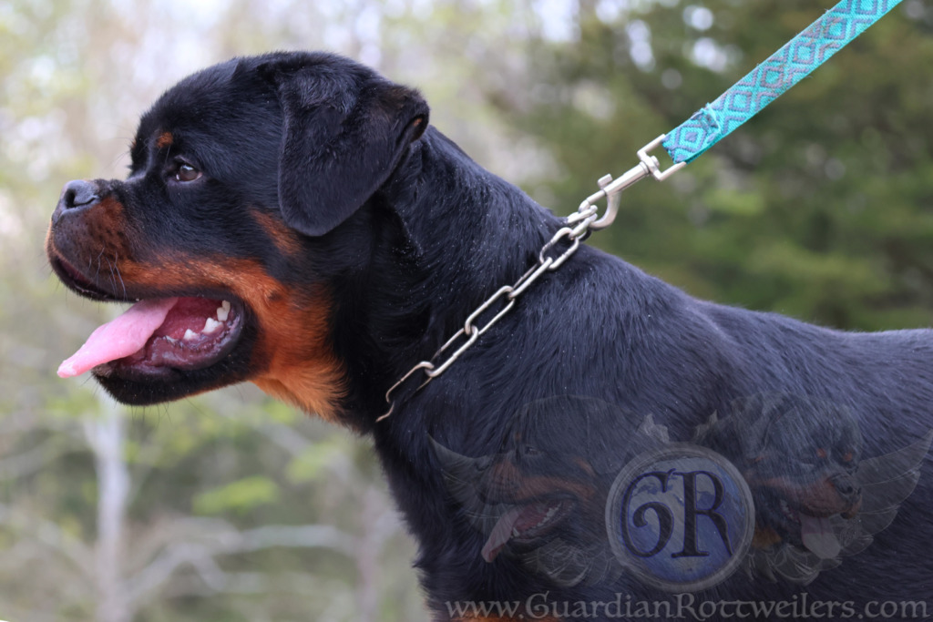 Hulk von hause Pista – Guardian Rottweilers