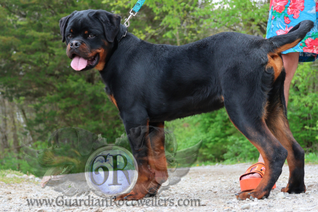 Hulk von hause Pista – Guardian Rottweilers