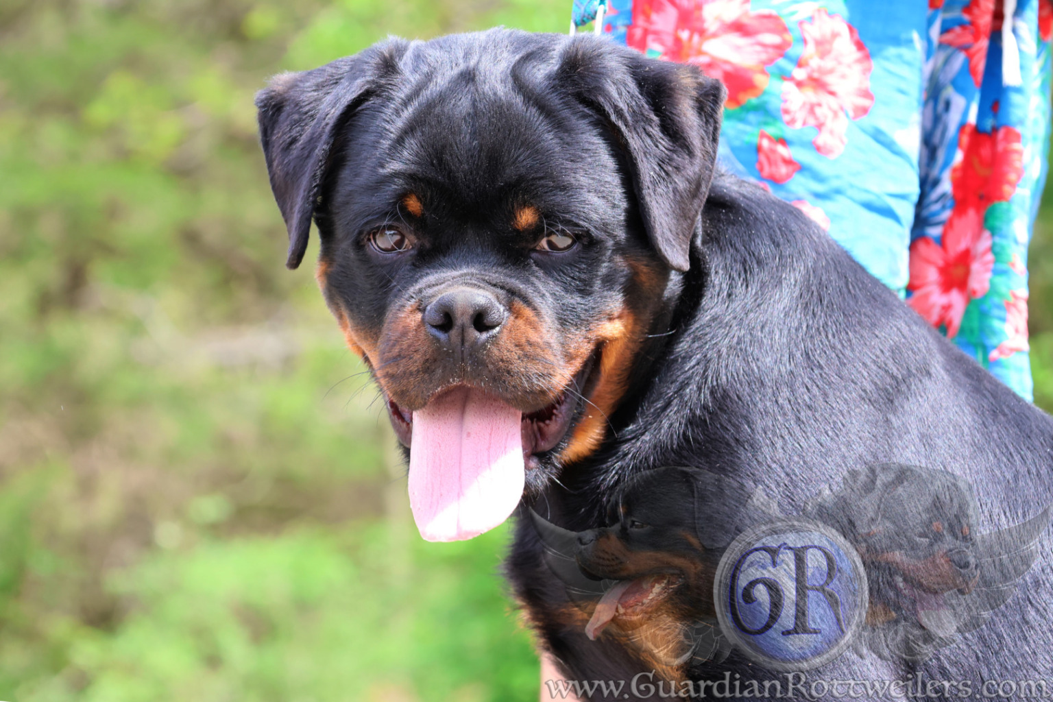 Hulk von hause Pista – Guardian Rottweilers