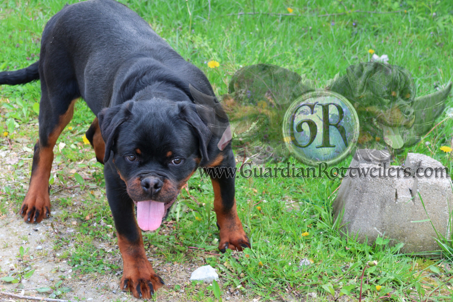 Hulk von hause Pista – Guardian Rottweilers