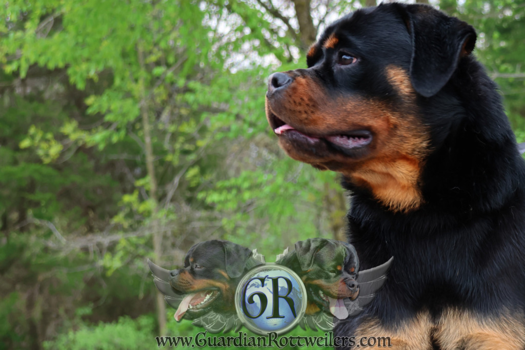 Guardian Kimber – Guardian Rottweilers