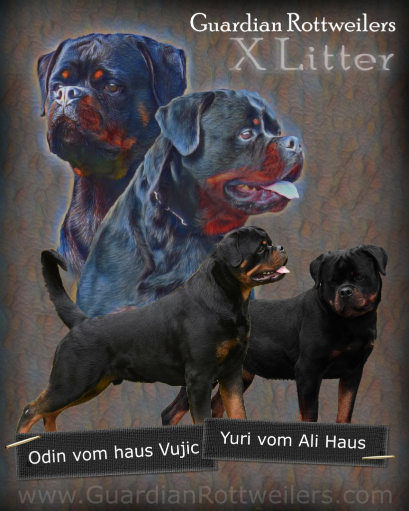 PUPPIES! – Guardian Rottweilers