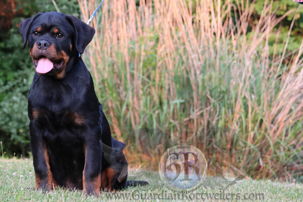 Guardian Ukko – Guardian Rottweilers
