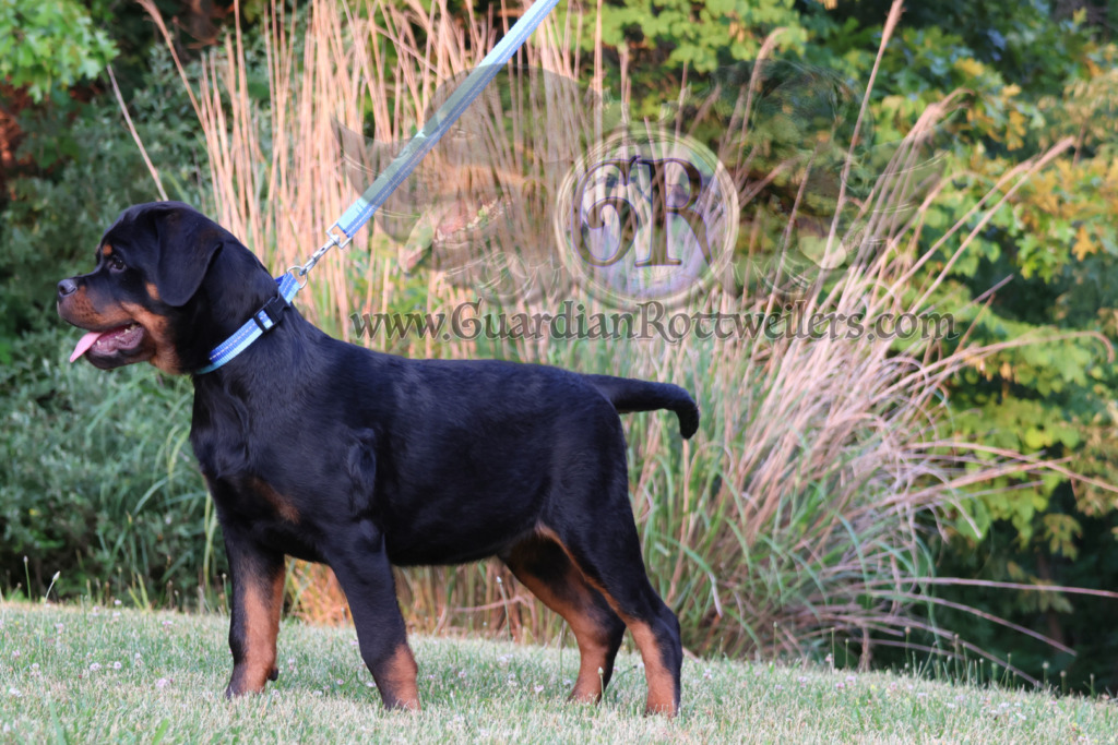 Guardian Ukko – Guardian Rottweilers