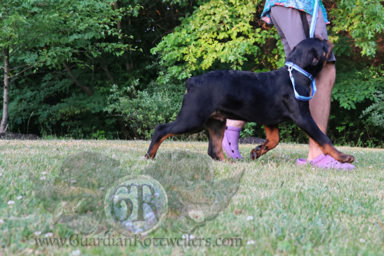 Guardian Ukko – Guardian Rottweilers