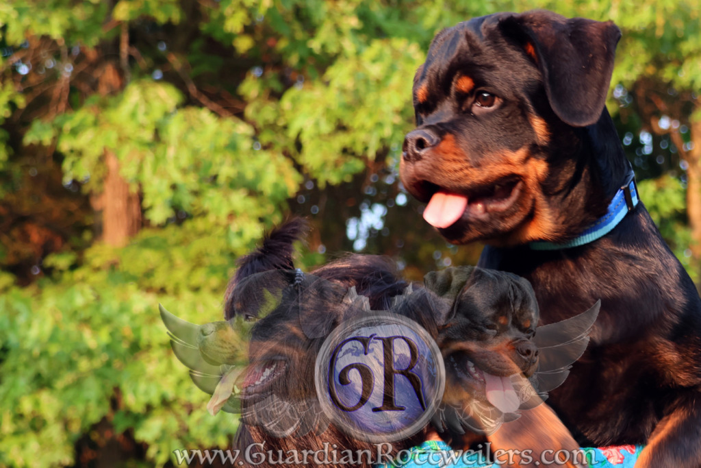 Guardian Ukko – Guardian Rottweilers