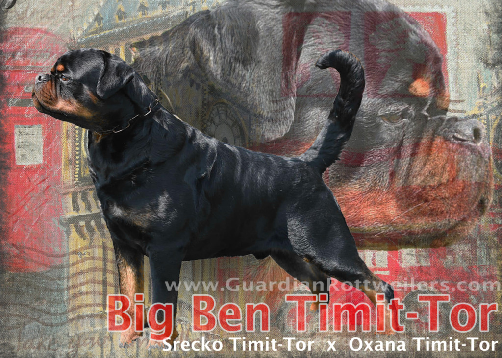 Big Ben Timit-Tor – Guardian Rottweilers