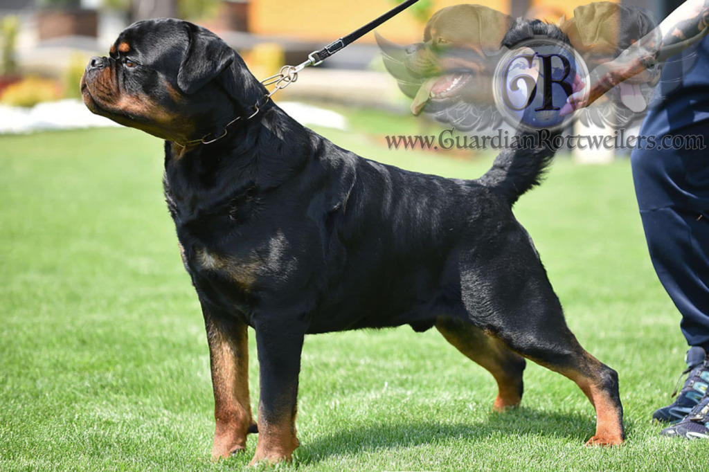 Big Ben Timit-Tor – Guardian Rottweilers