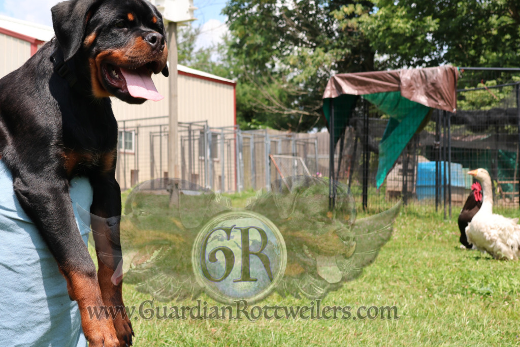 Guardian Walter – Guardian Rottweilers