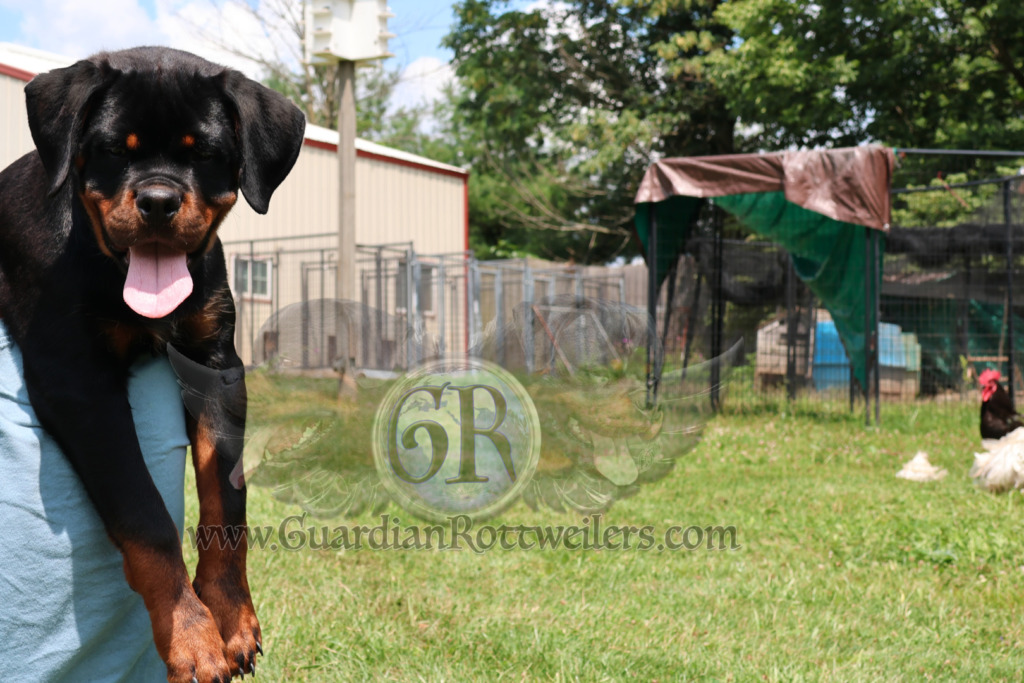 Guardian Walter – Guardian Rottweilers