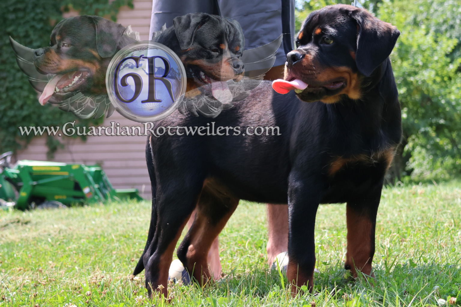 Guardian Walter – Guardian Rottweilers