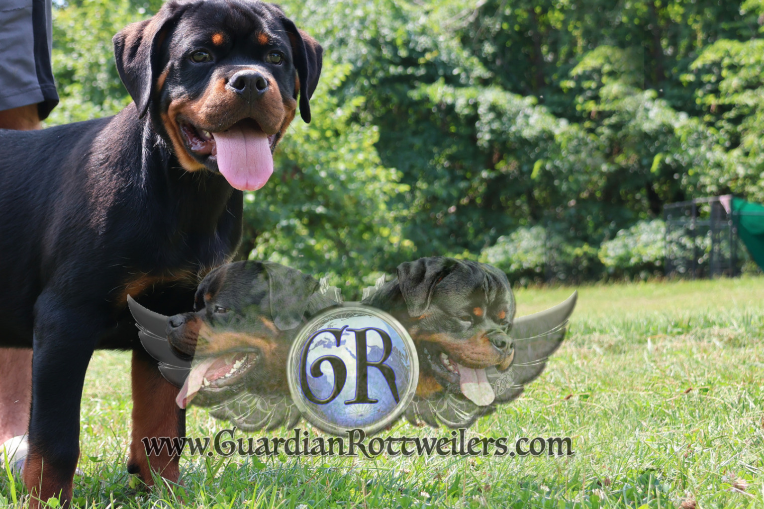 Guardian Walter – Guardian Rottweilers