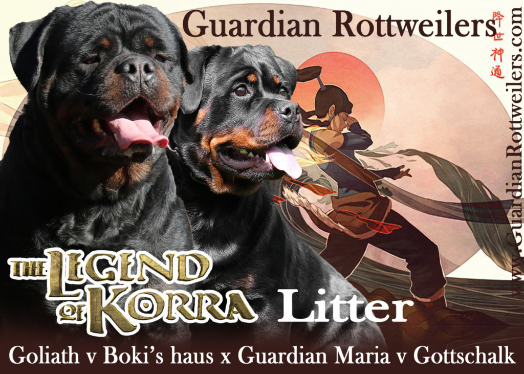 PUPPIES! – Guardian Rottweilers