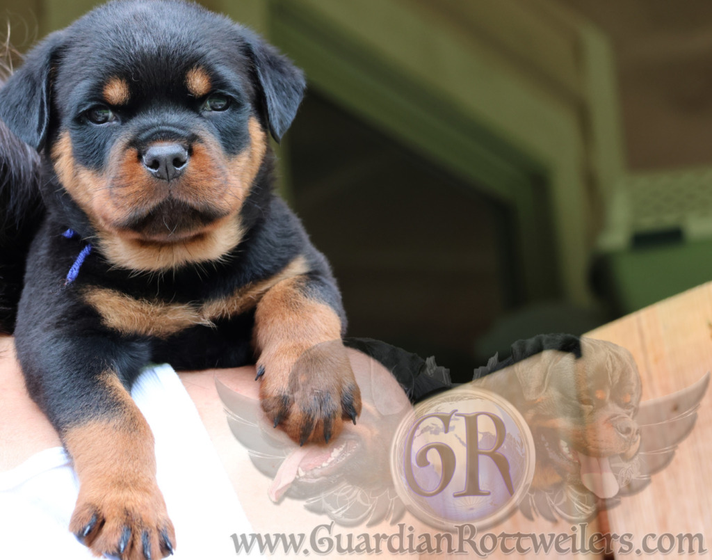 Guardian Upendi – Guardian Rottweilers