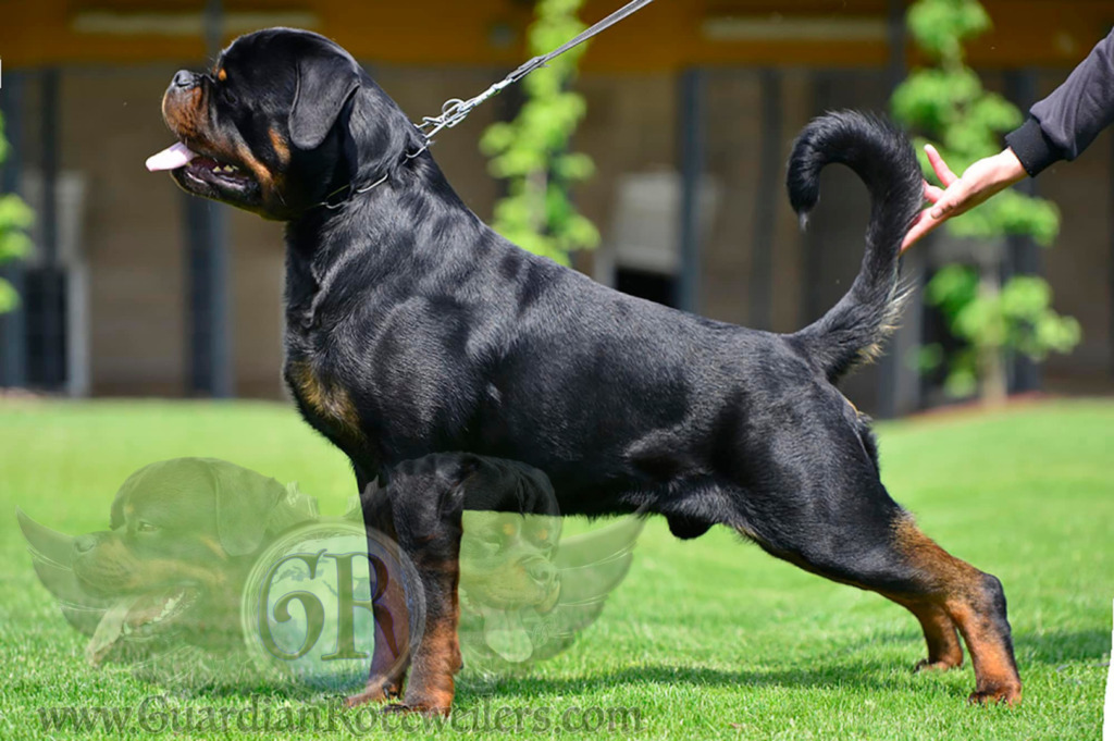 Monster Timit-Tor – Guardian Rottweilers