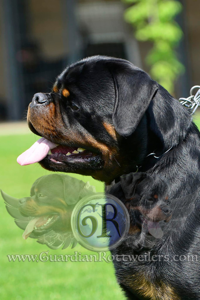 Monster Timit-Tor – Guardian Rottweilers