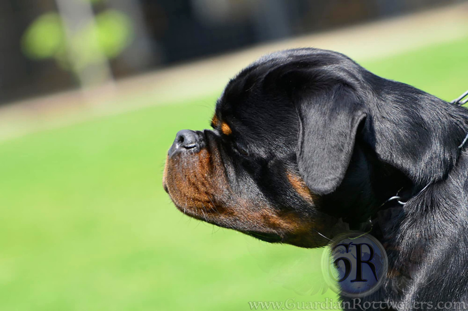 Monster Timit-Tor – Guardian Rottweilers