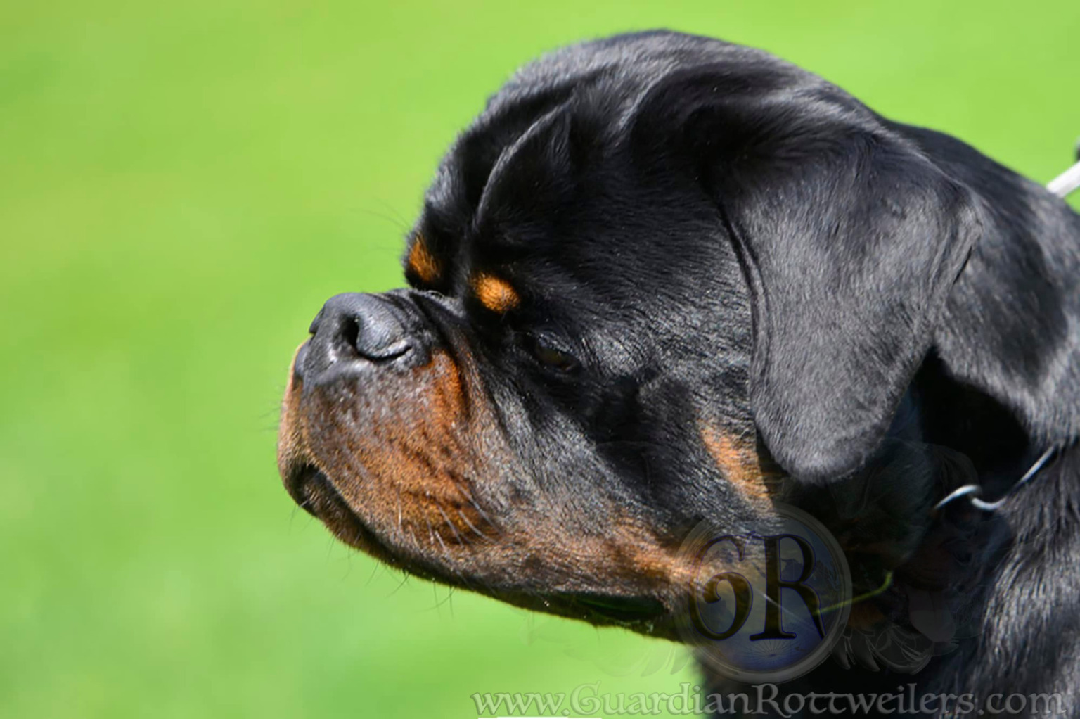 Monster Timit-Tor – Guardian Rottweilers