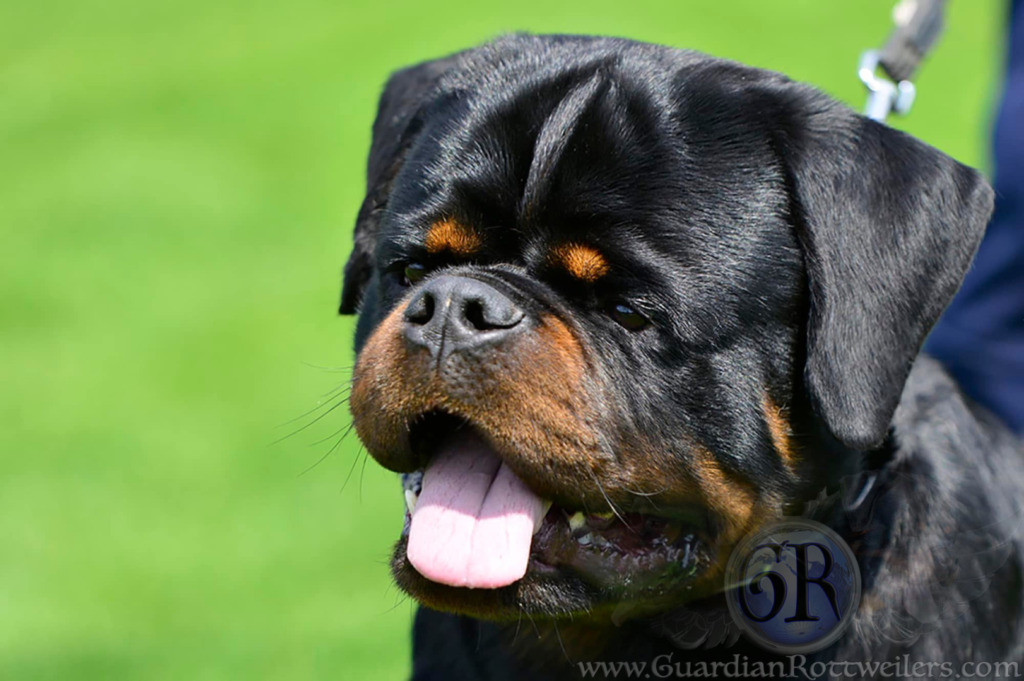 Monster Timit-Tor – Guardian Rottweilers