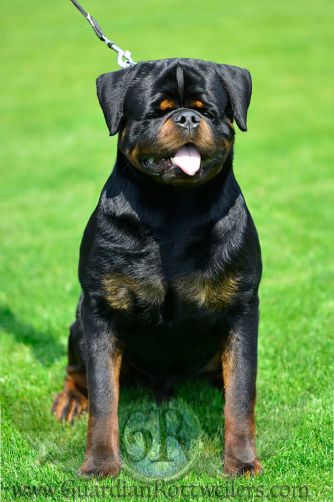 Monster Timit-Tor – Guardian Rottweilers