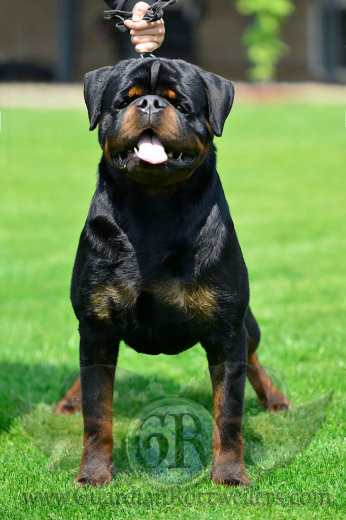 Monster Timit-Tor – Guardian Rottweilers