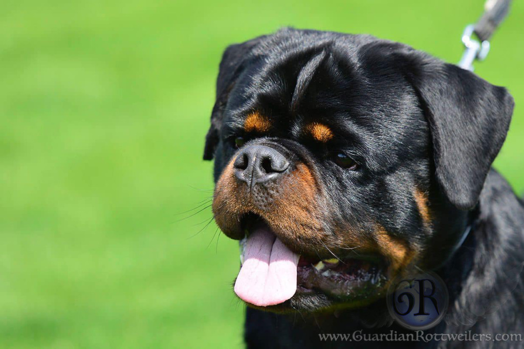 Monster Timit-Tor – Guardian Rottweilers