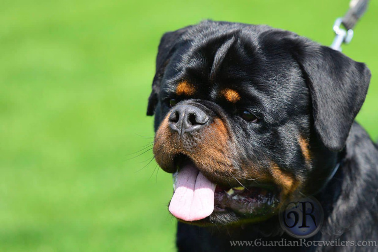 Monster Timit-Tor – Guardian Rottweilers