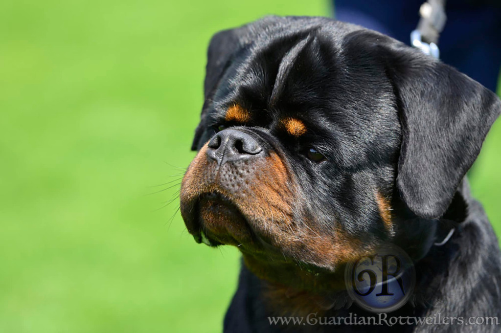 Monster Timit-Tor – Guardian Rottweilers