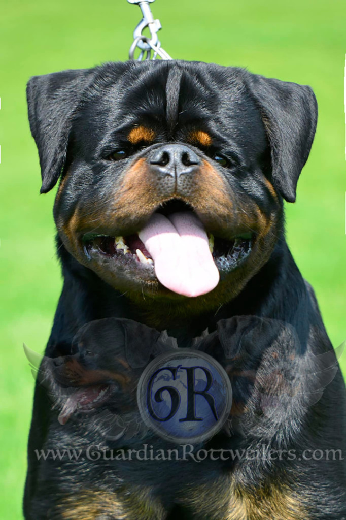 Monster Timit-Tor – Guardian Rottweilers