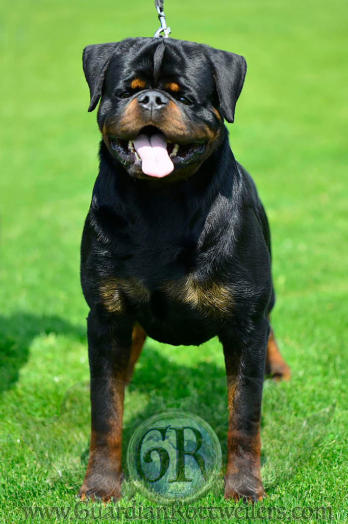 Monster Timit-Tor – Guardian Rottweilers