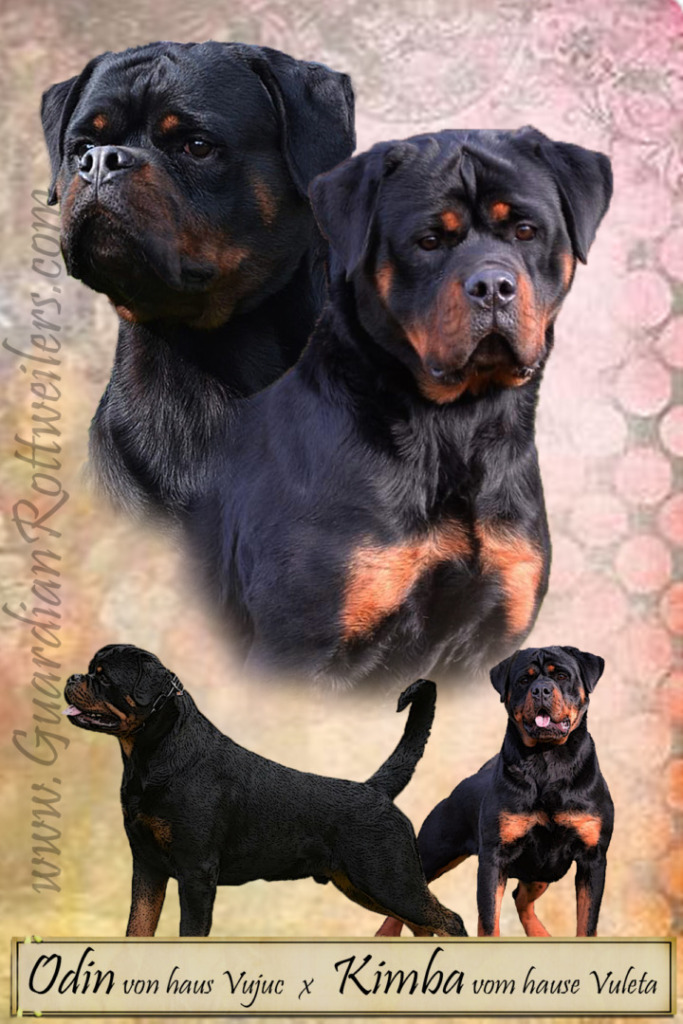 PUPPIES! – Guardian Rottweilers