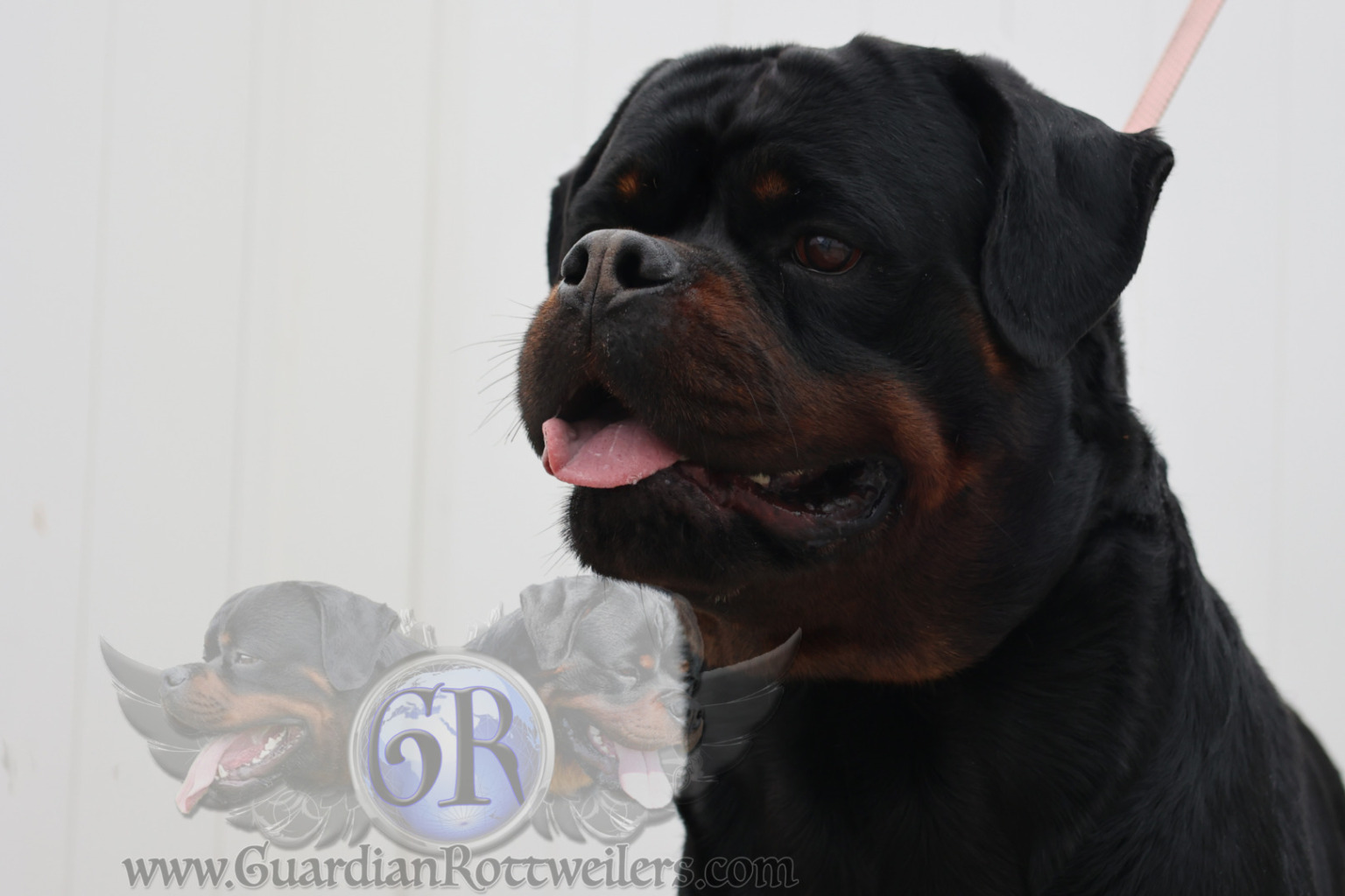 Odin vom haus Vujic – Guardian Rottweilers