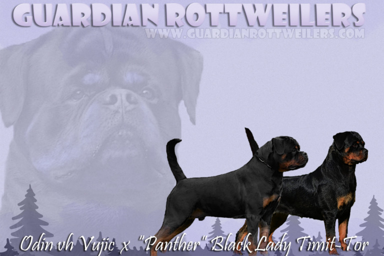PUPPIES! – Guardian Rottweilers