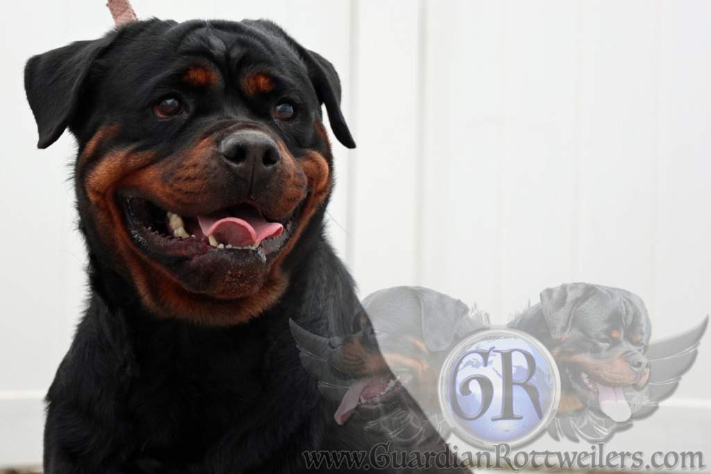“Panther” Black Lady Timit Tor – Guardian Rottweilers
