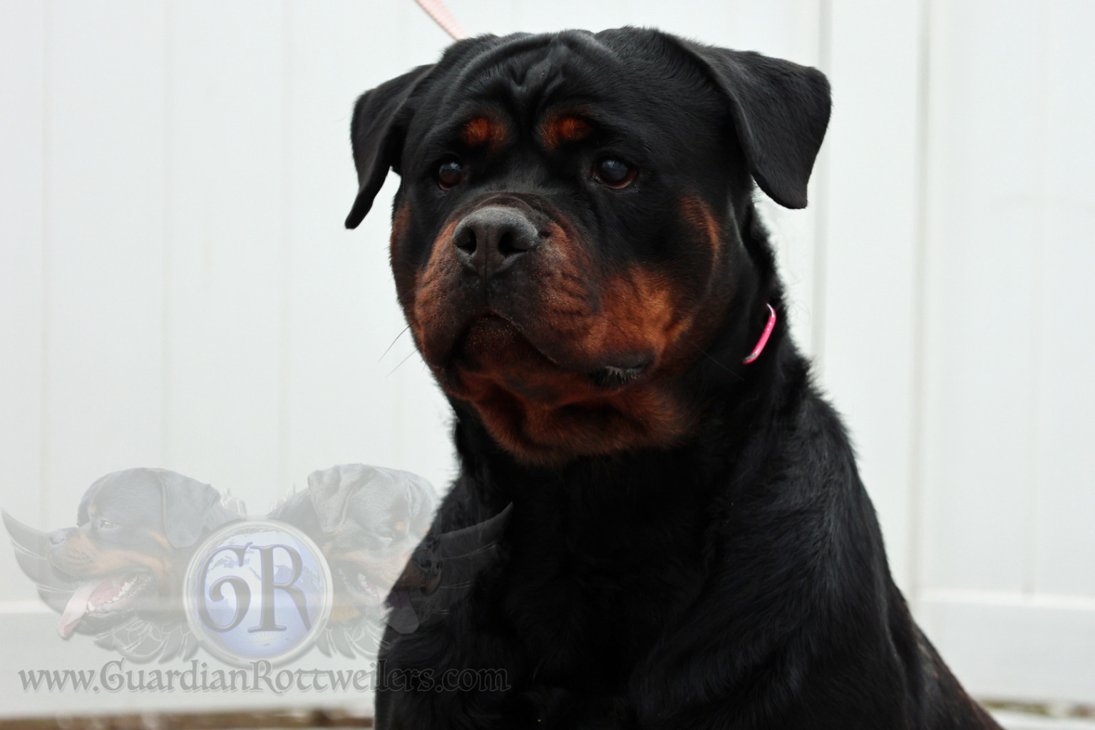 “Panther” Black Lady Timit Tor – Guardian Rottweilers