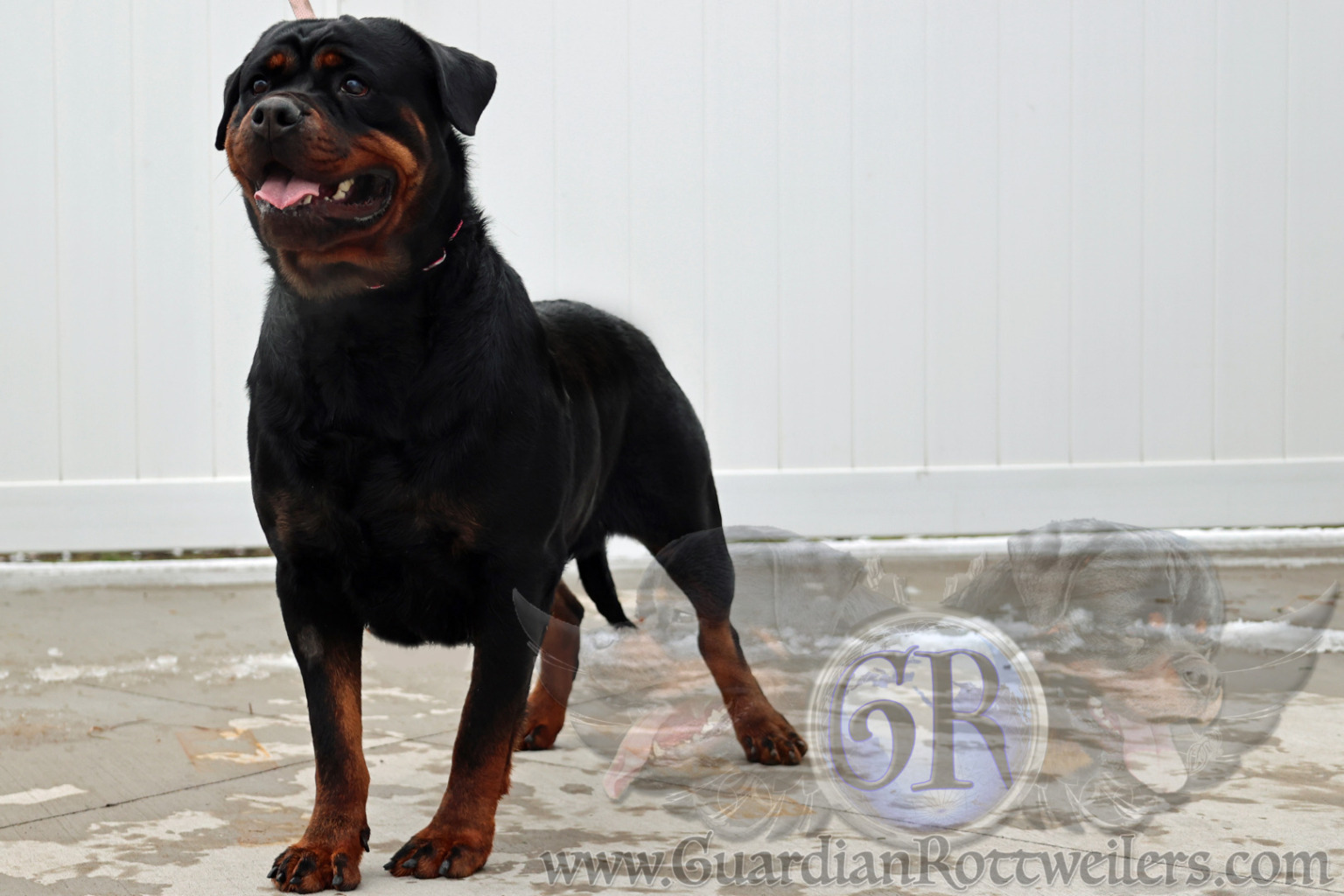 “Panther” Black Lady Timit Tor – Guardian Rottweilers