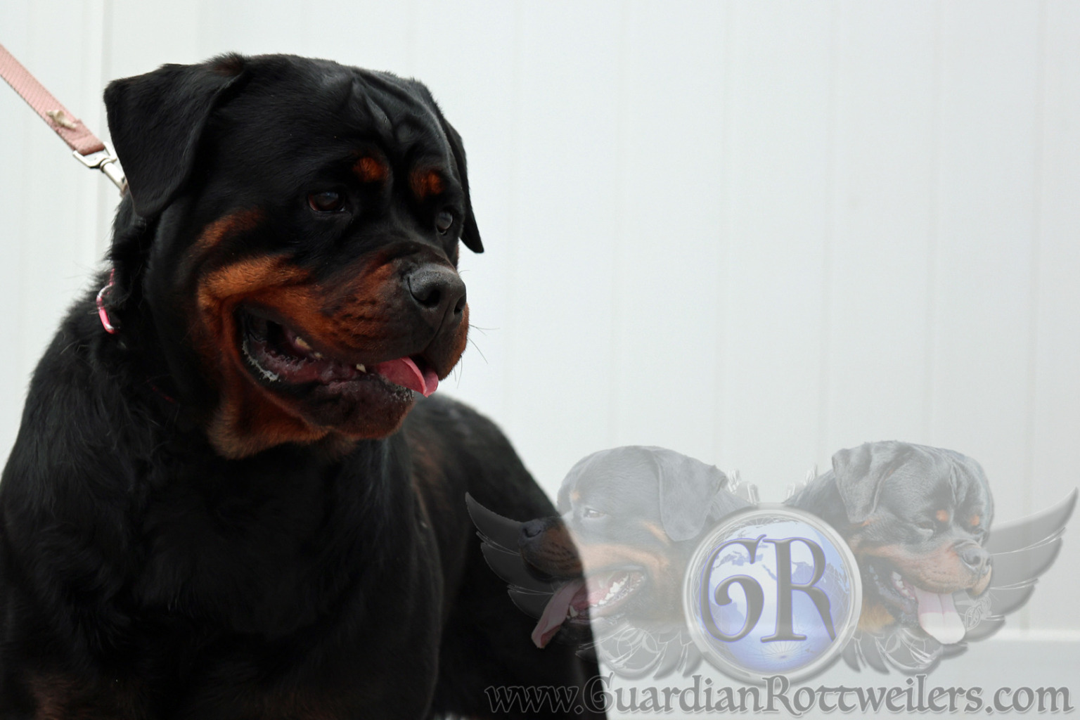 “Panther” Black Lady Timit Tor – Guardian Rottweilers