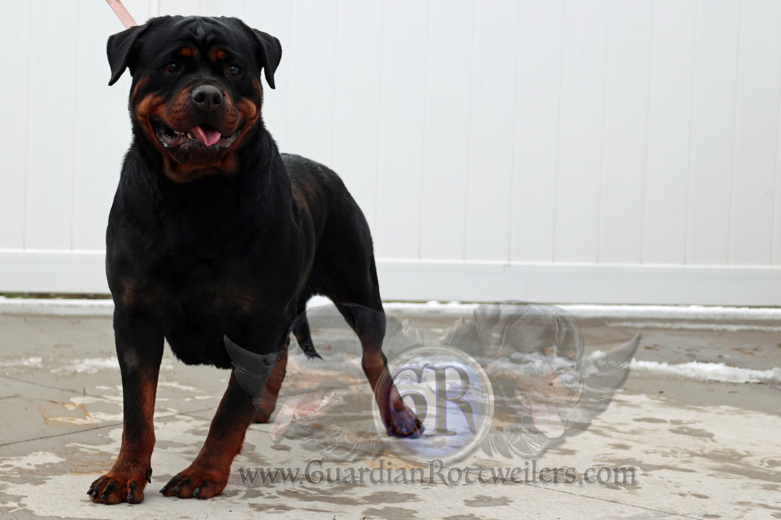 “Panther” Black Lady Timit Tor – Guardian Rottweilers