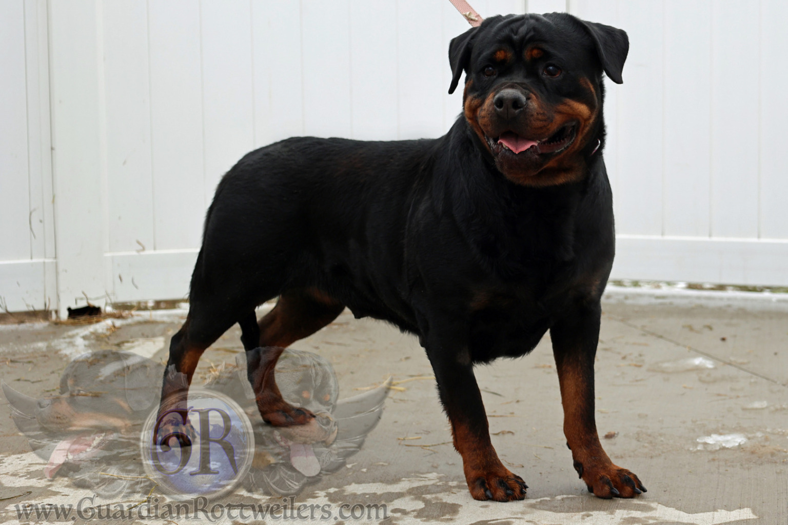 “Panther” Black Lady Timit Tor – Guardian Rottweilers