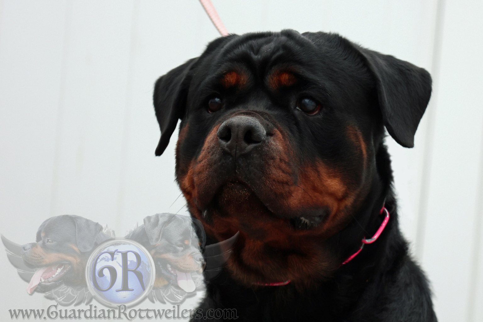 “Panther” Black Lady Timit Tor – Guardian Rottweilers