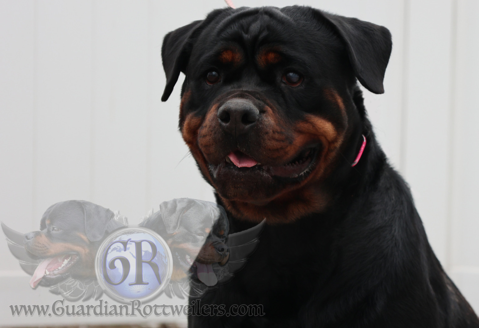 “Panther” Black Lady Timit Tor – Guardian Rottweilers