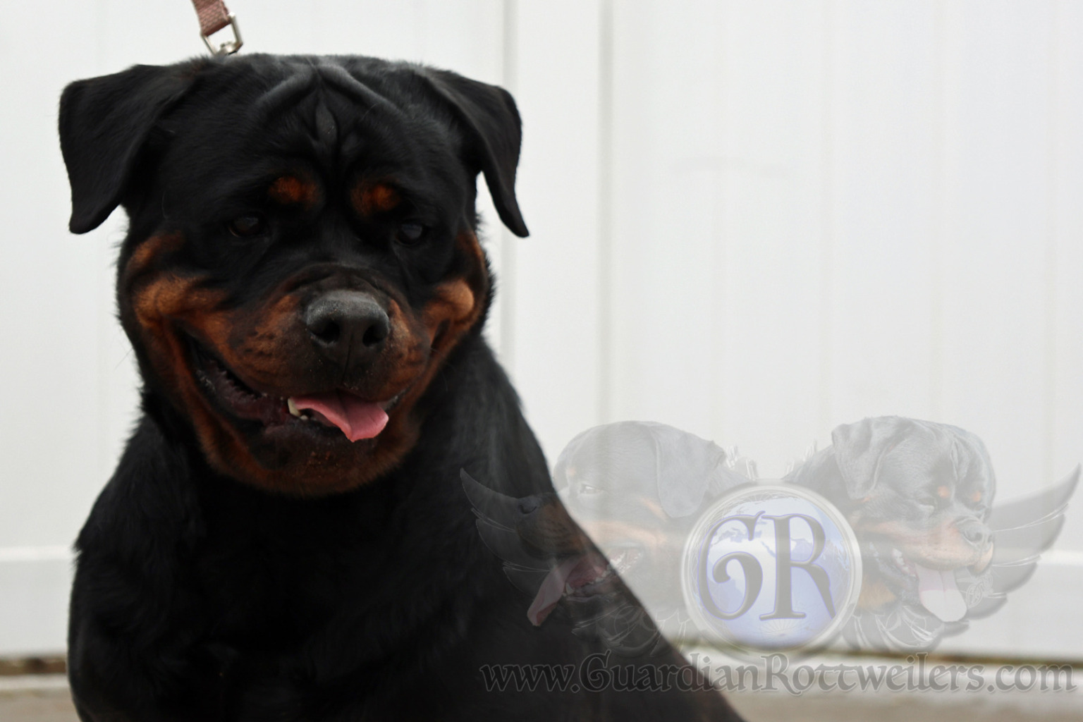 “Panther” Black Lady Timit Tor – Guardian Rottweilers